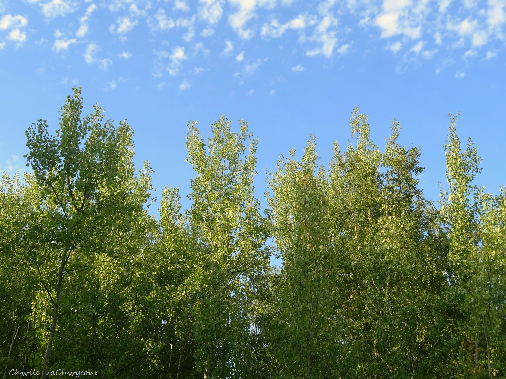 Chwile zaChwycone: Osika, topola drżąca