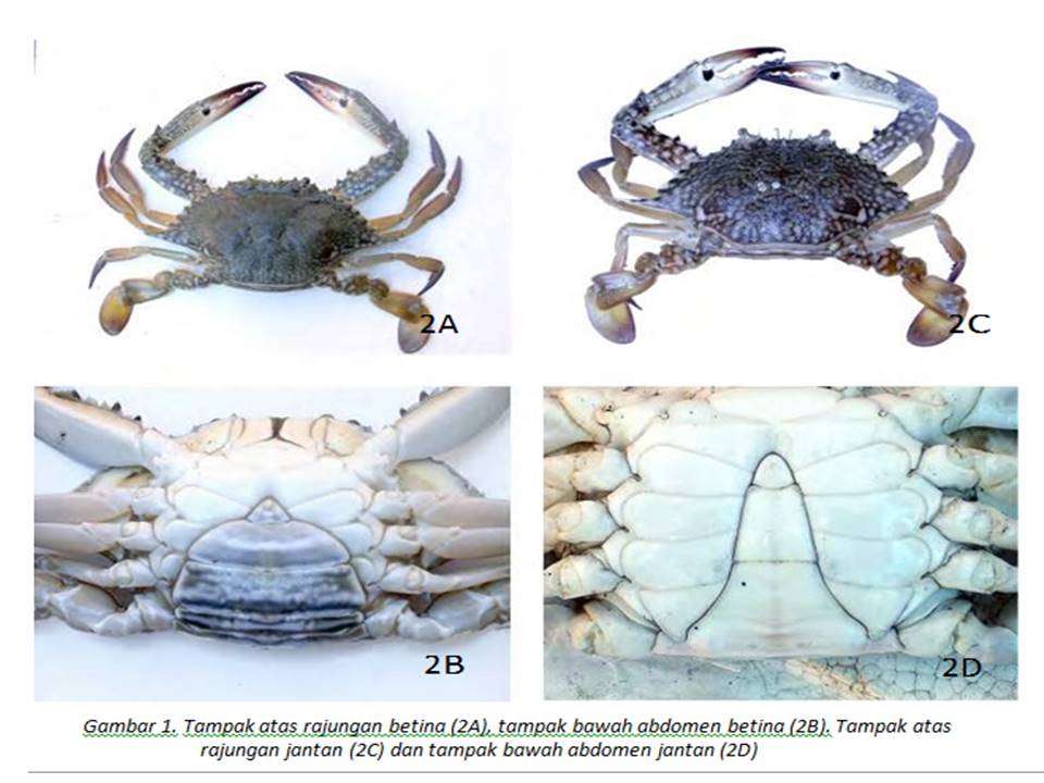KOMUNITAS PENYULUH PERIKANAN: Pembenihan Rajungan (Portunus pelagicus)