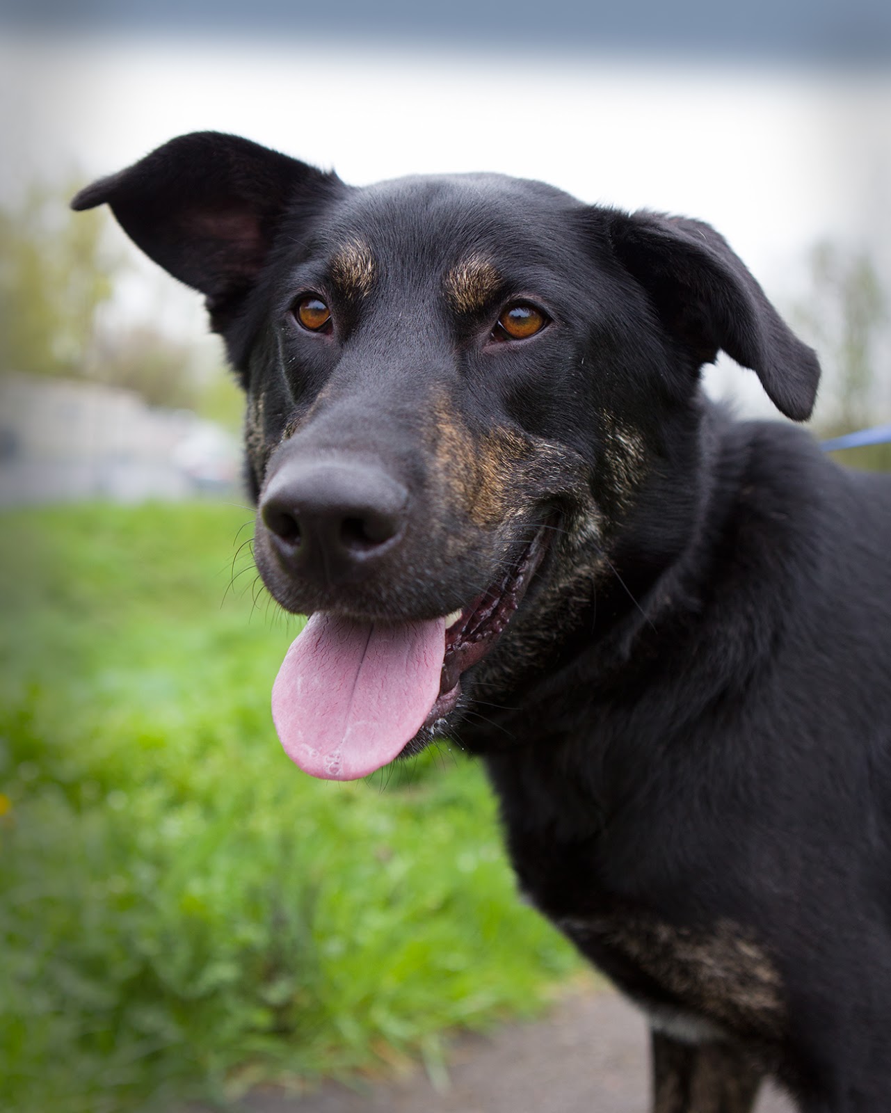 Shelter Dogs of Portland: "GRIMM" Big Dog Lovers Delight - handsome ...