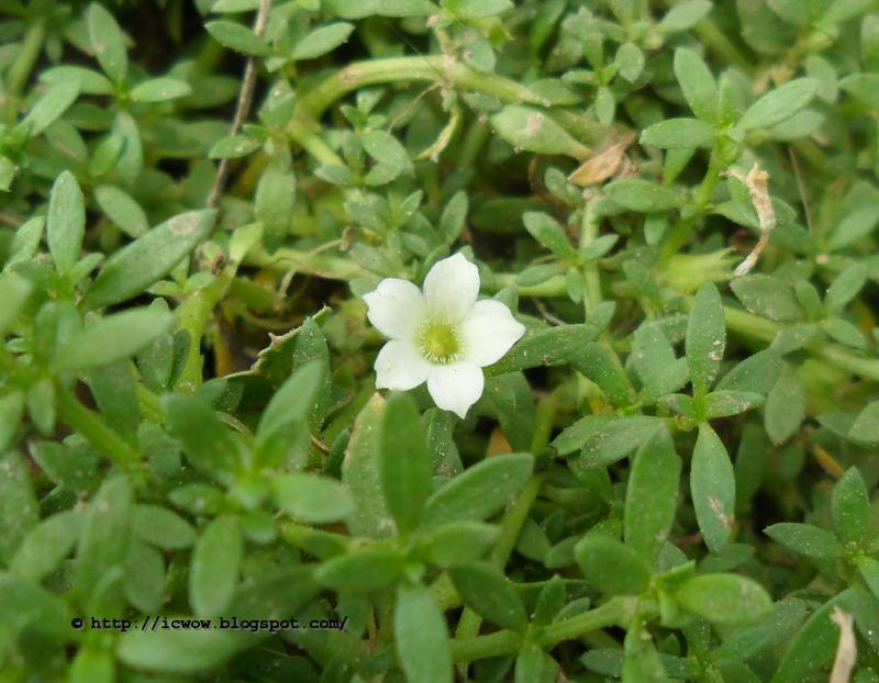 Creeping lickstoop(ভুমিপাত ফুল) - Dentella repens