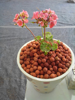PowerClay- Growing Media : hydroton /leca expanded clay pebbles for ...