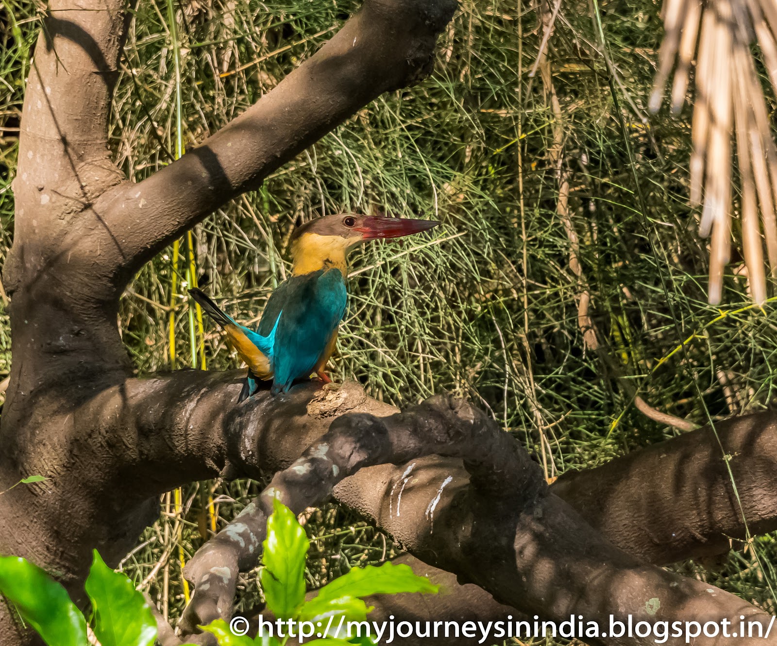 My Journeys In India: Ranganathittu Bird Sanctuary Photo Feature