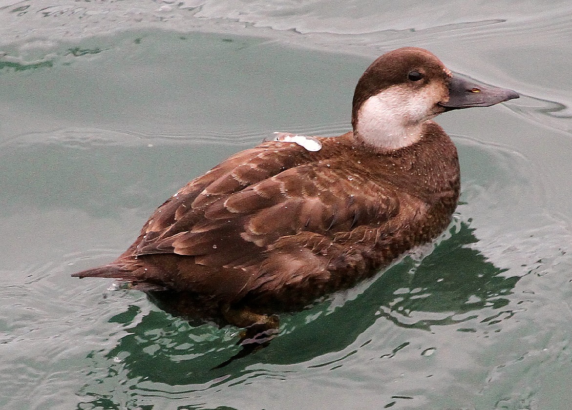 AVESANTURTZI: TRES ESPECIALIDADES NORTEÑAS