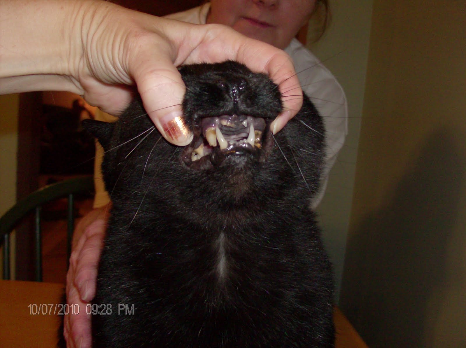 Healing Animal SCARS - Sonya's Cat and Animal Rescue Society