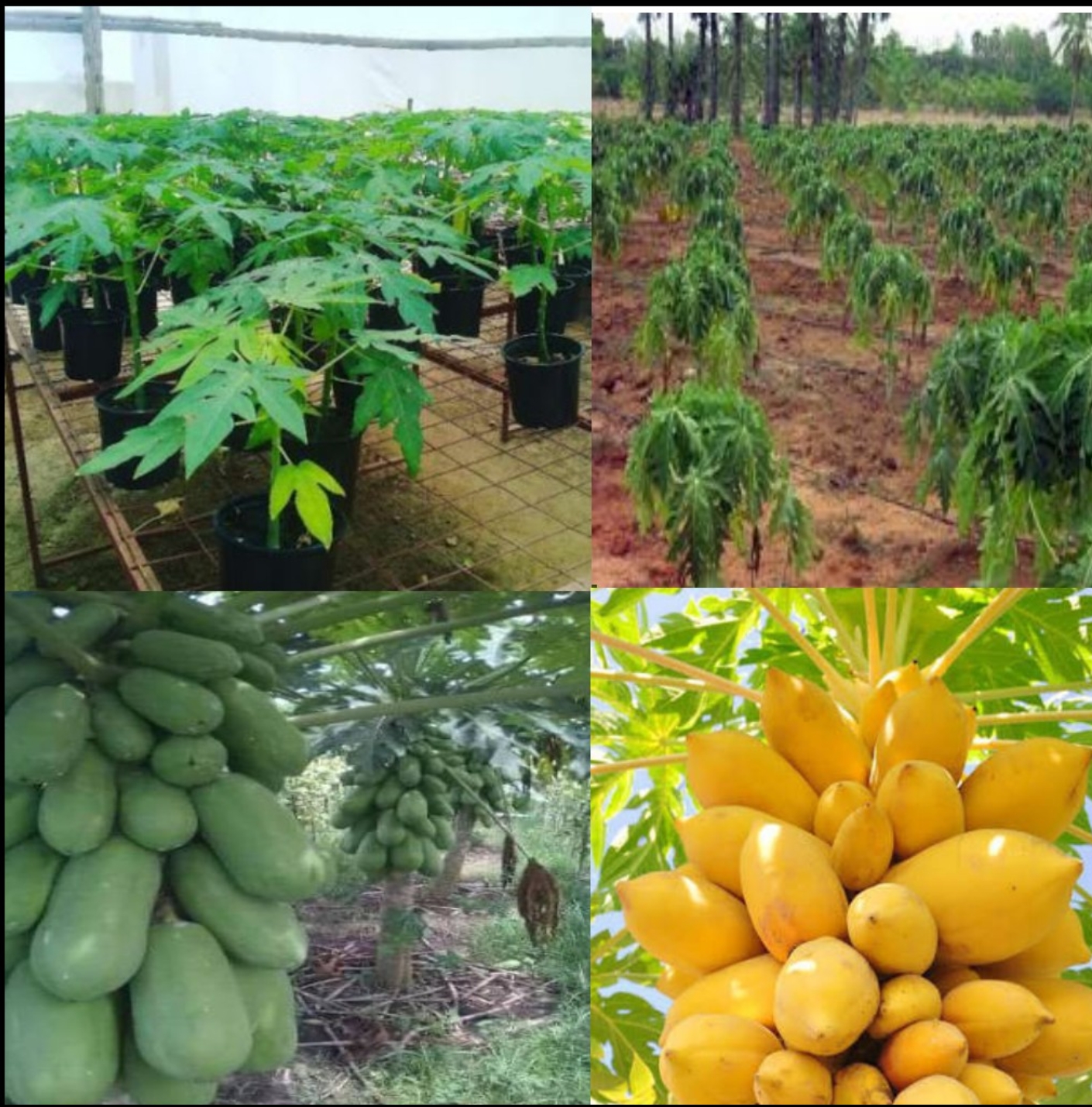 Jikwamue kimaisha kwa kilimo cha papai - Jumbe24