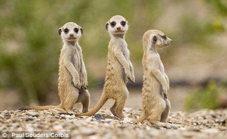 The animal zone: Imitating humans? It's simple for meerkats, who can ...