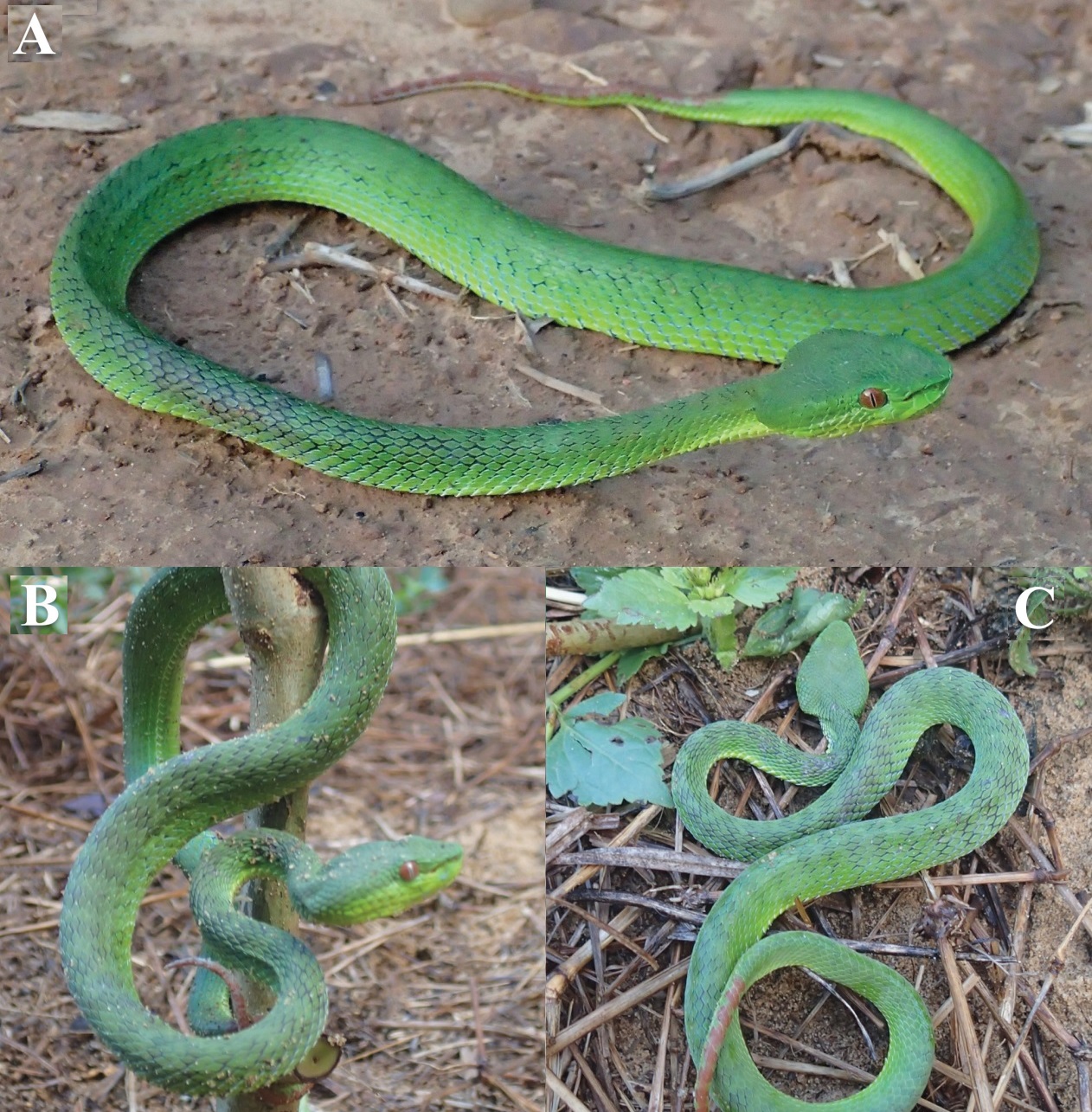 Species New to Science: [Herpetology • 2017] Troublesome Trimes ...