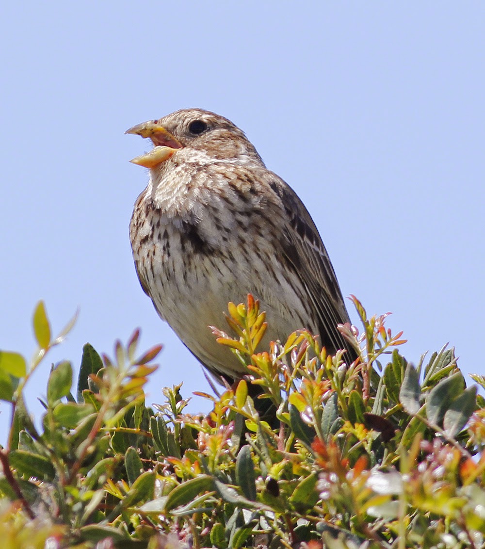 Another Bird Blog: Buzzard Update, Birding Update