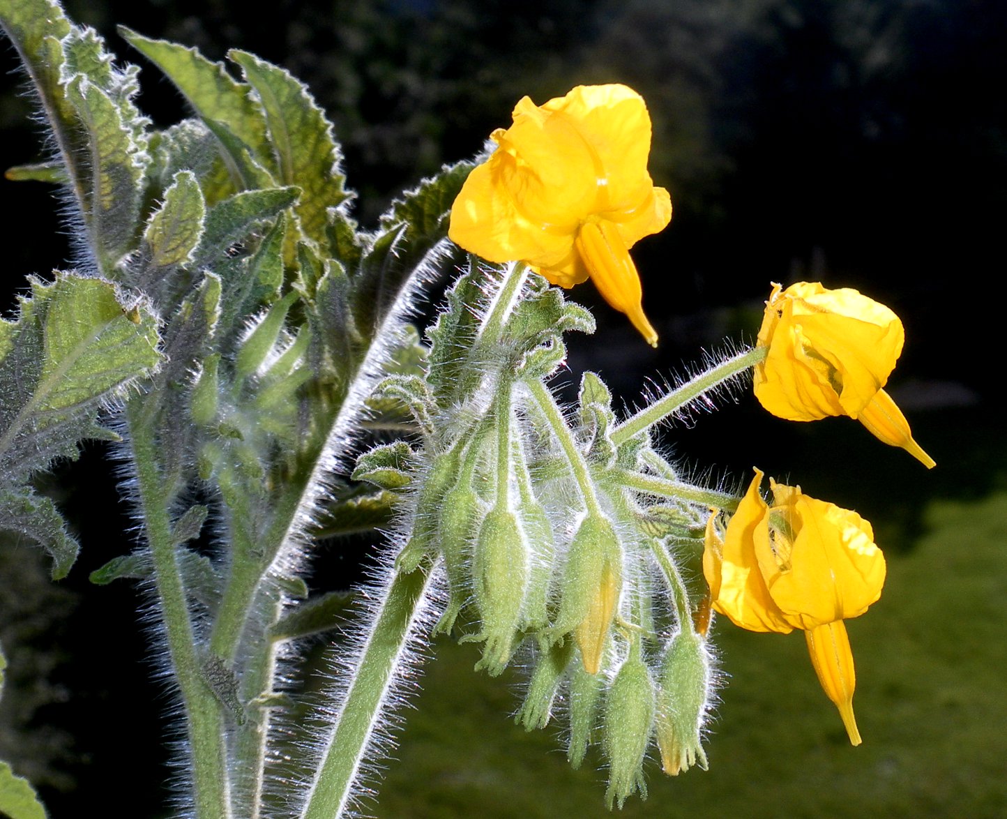 Scirpidiella's Plants: Wild Tomato species (Lycopersicon spp.)