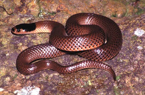 Mengenal Hewan dan Tumbuhan: Nama Ilmiah Ular