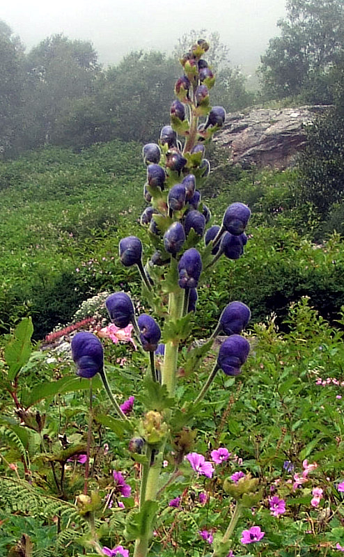 Acónito indio (Aconitum ferox)