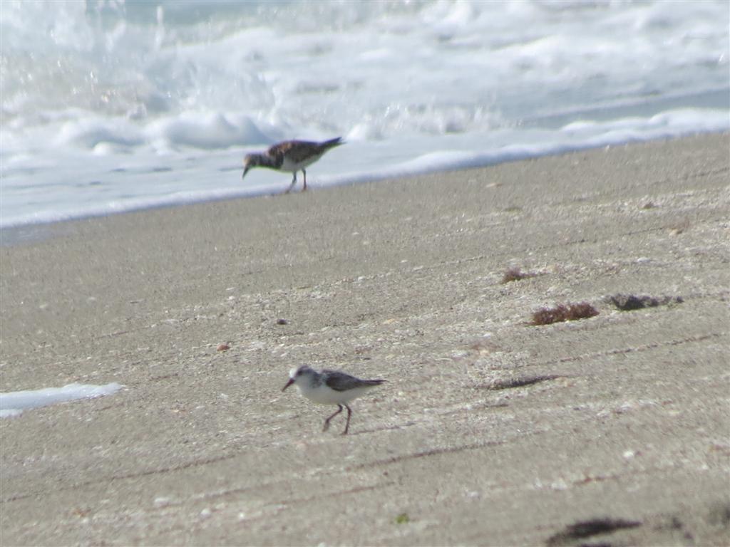 Viewing nature with Eileen: Siesta Key, Florida