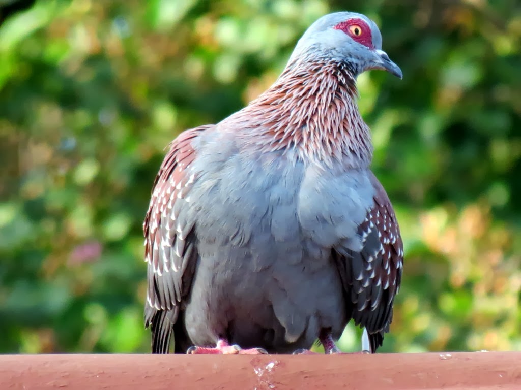 Kreatiewe Joernaal: kransduif