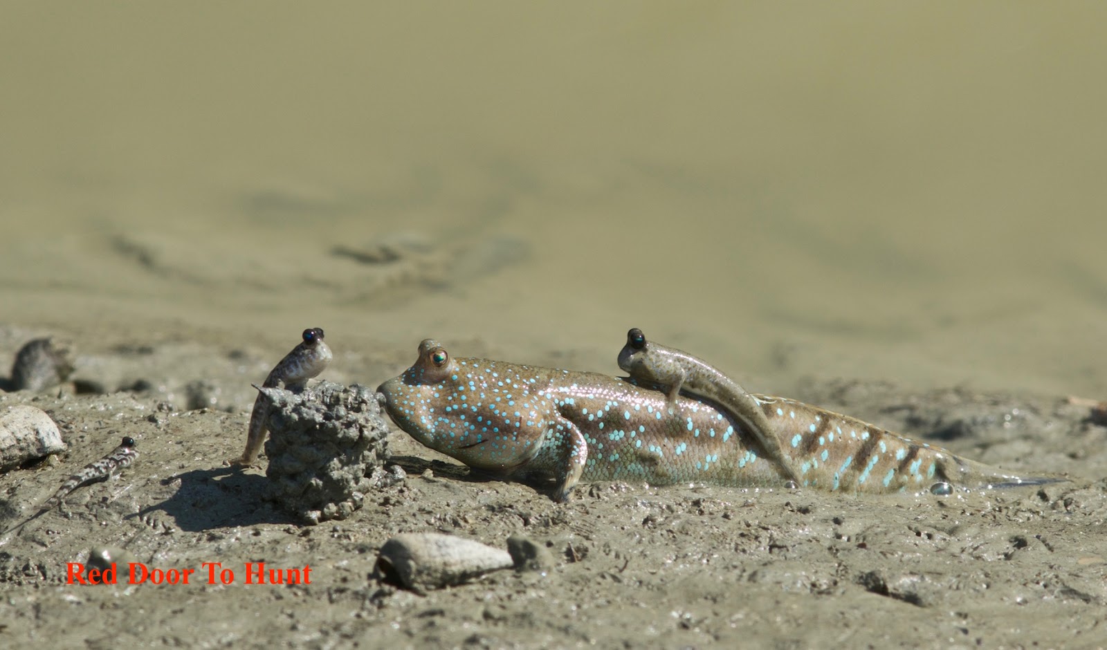 RED Door To Hunt: Pertarungan Ikan Tembakul/ Ikan Belacak ...