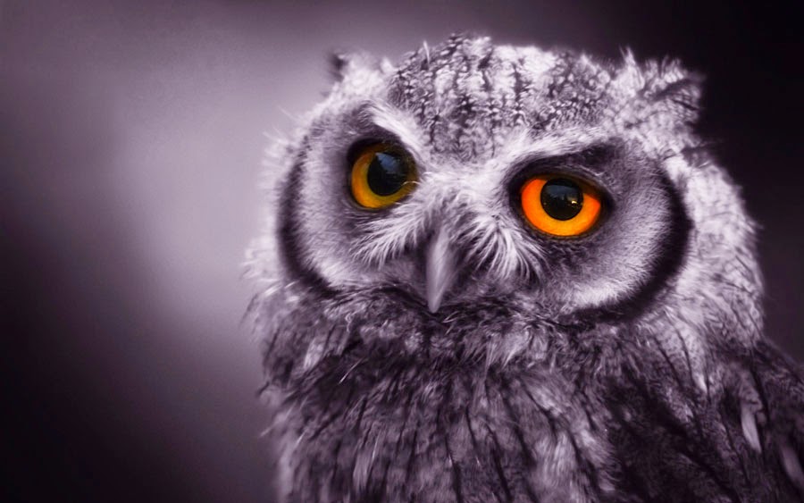 Sad Birds I am so Lonely I'm So Lonely...