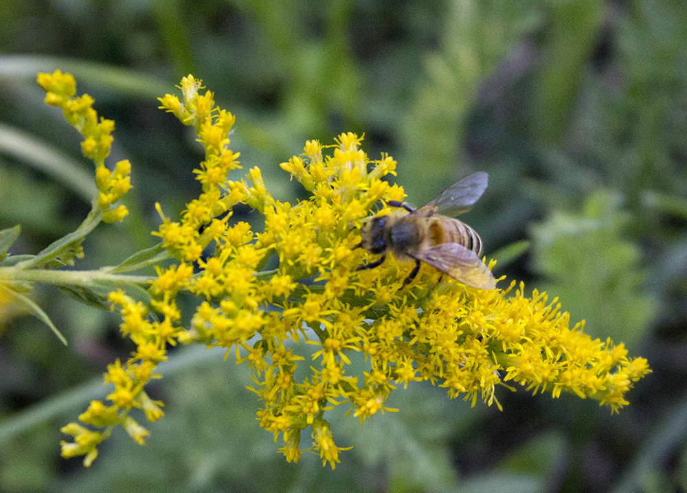 Rurification | Robin Edmundson: Goldenrod