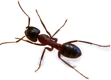 Pinkertons kåseriblogg: ATT UTROTA MYROR