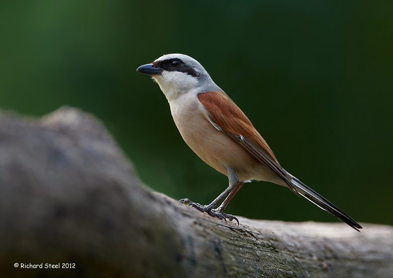 Wildlife Photographic Journals