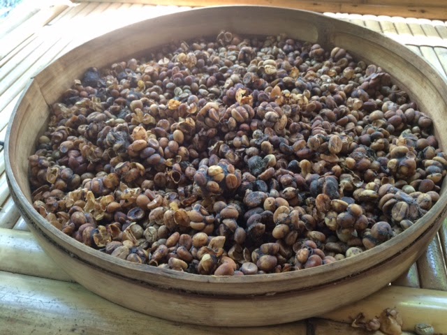 Going Solo with Michelle Ponto: Coffee from beans pooped out of an animal