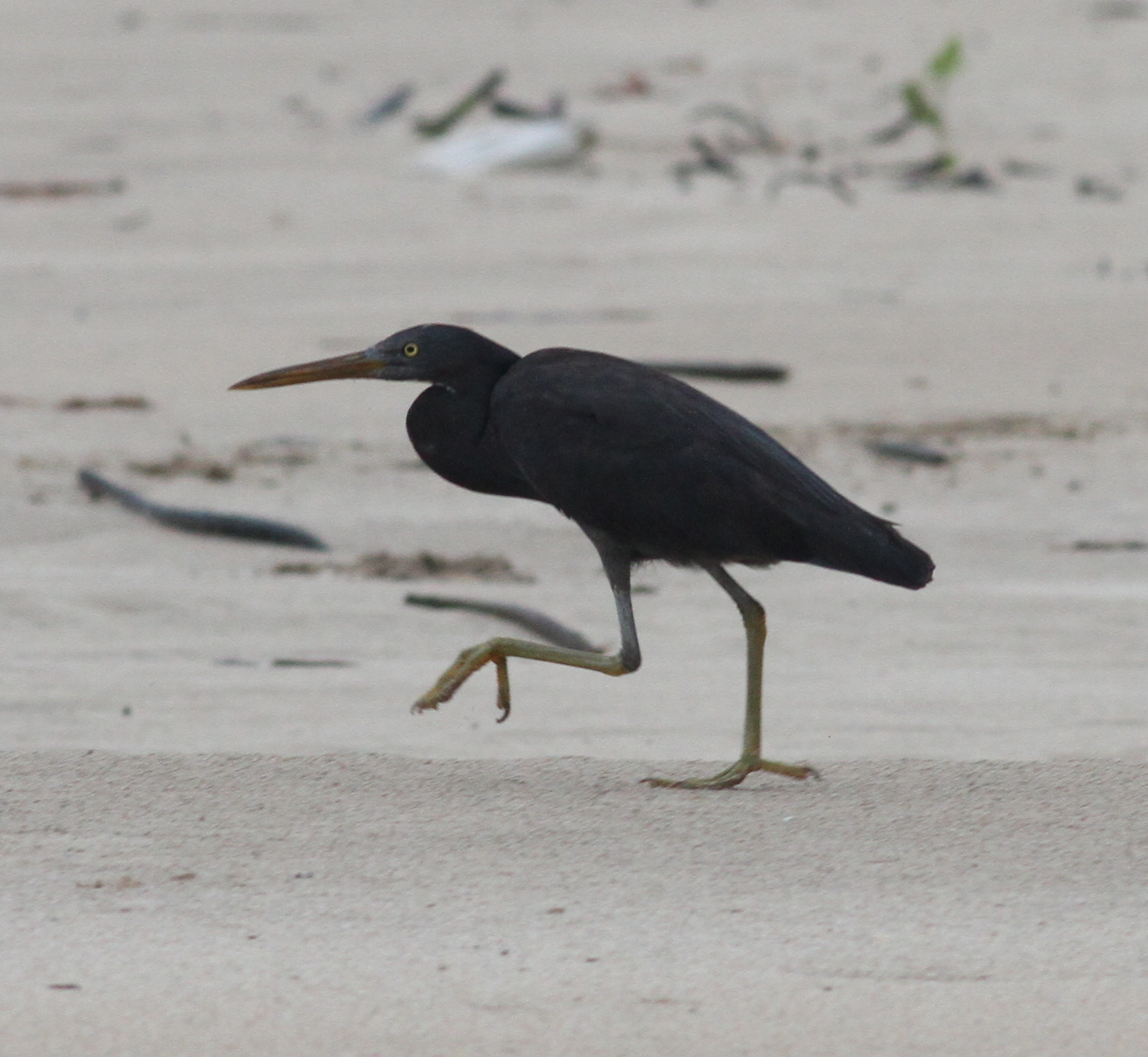 A Birder in The Philippines: Sabang, Palawan - 4th to 7th June