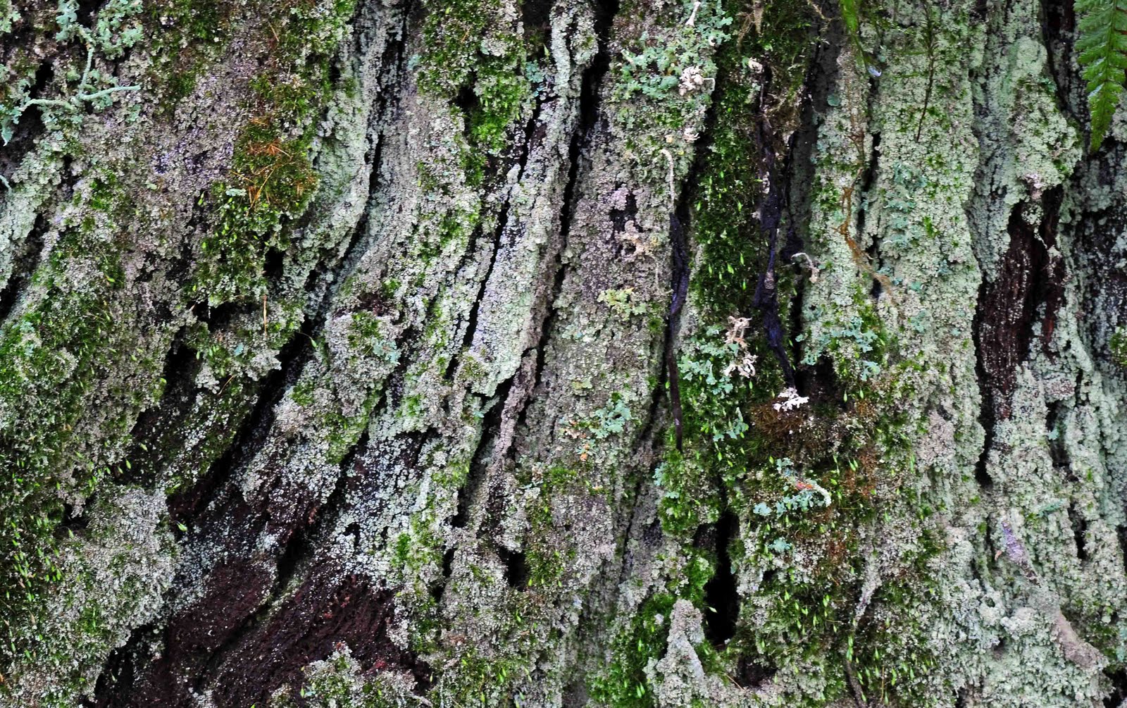 loveUKtravel: The Tapestry and Textures of Woodland