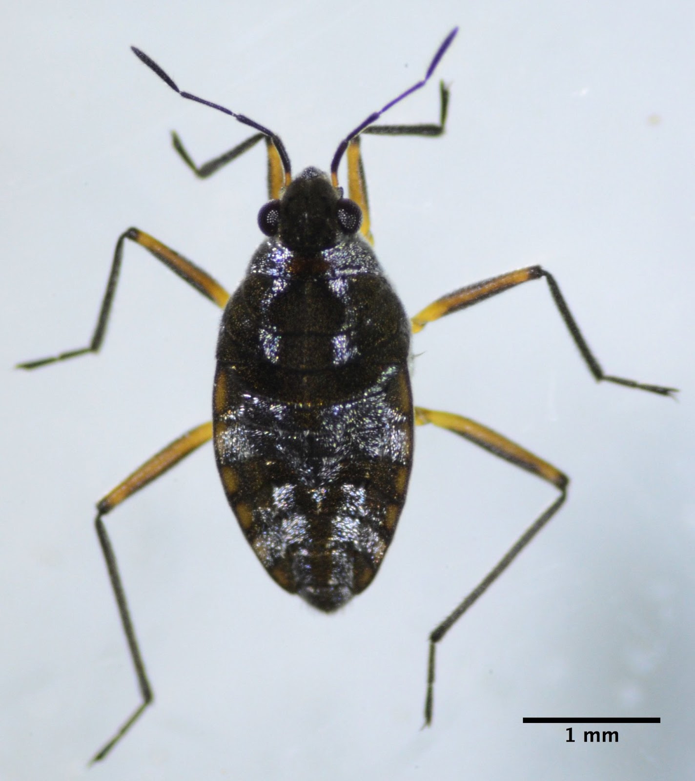 INSECTOS DE P.R. In Memoriam Dr Luis F Martorell y Dr Alain Liogier ,DR ...