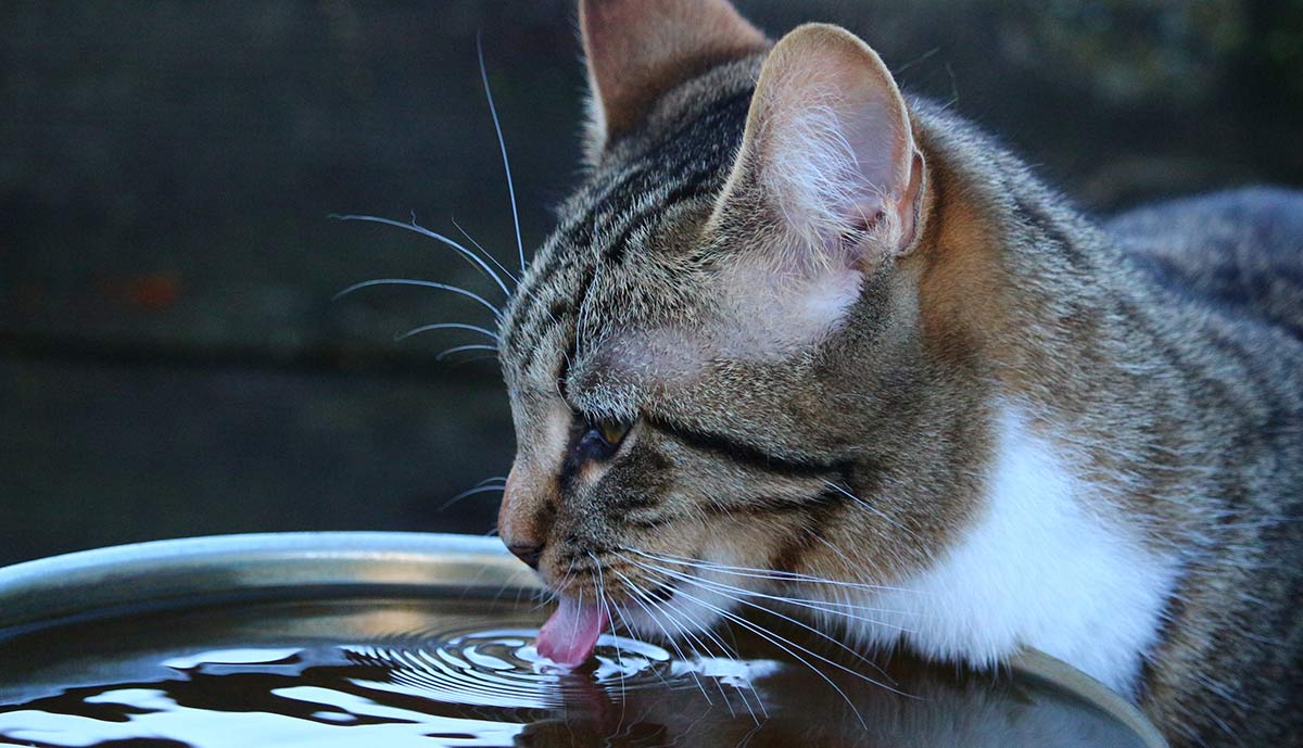 Feline Diabetes feline-diabetes