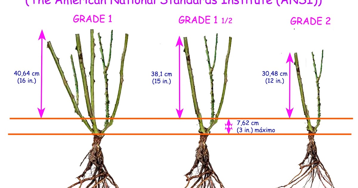 El jardín de la alegría : ¿Qué son los "grados" en los rosales? (ANSI)