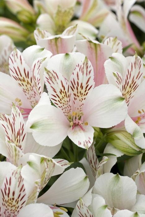 PLAAN : Lirio de los Incas - Alstroemeria aurantiaca la Flor Maravillosa