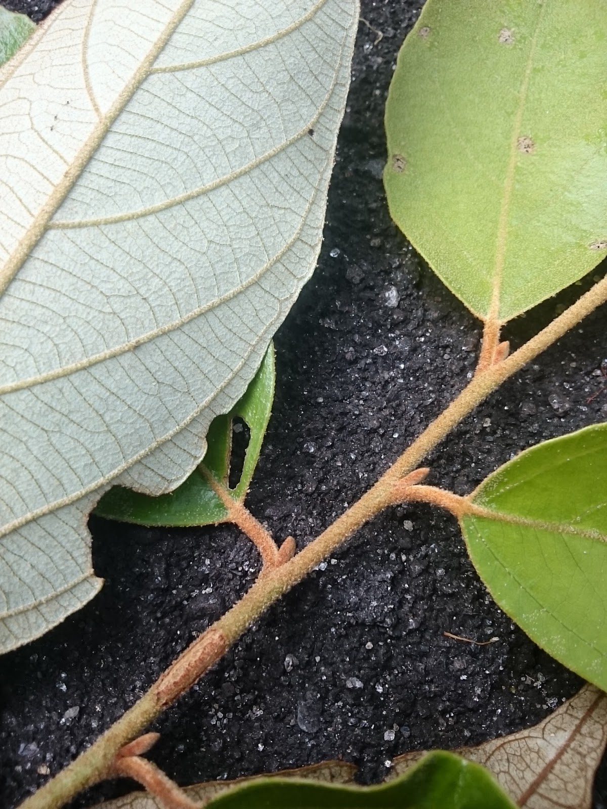KEMENYAN (Styrax spp.)