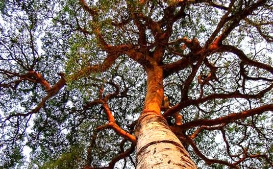 CONHEÇA BENEFÍCIOS E APRENDA A PREPARAR XAROPE DA CASCA DO JATOBÁ ...