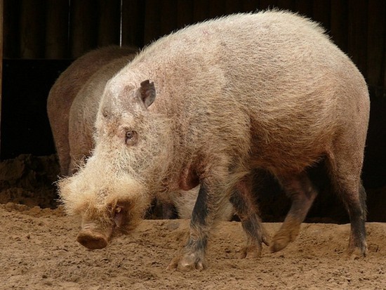 50 Unusual And Rare Animals From Around The World [Pics] | ALL PHOTOZ