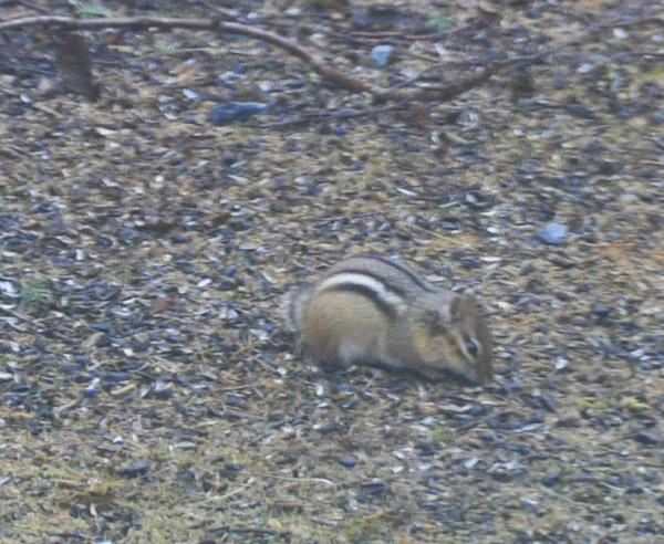 Mickey's Musings...Now, with Julie: Monday Musings with Georgia