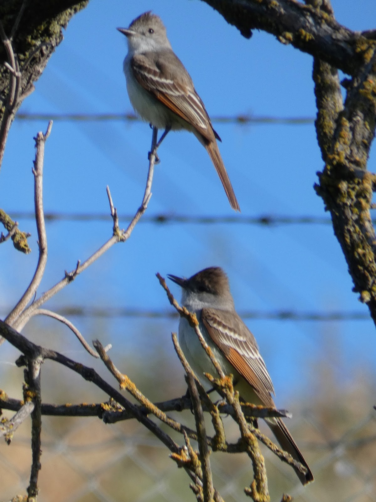 Geotripper's California Birds: Pair of Ash-throated Flycatchers on the ...