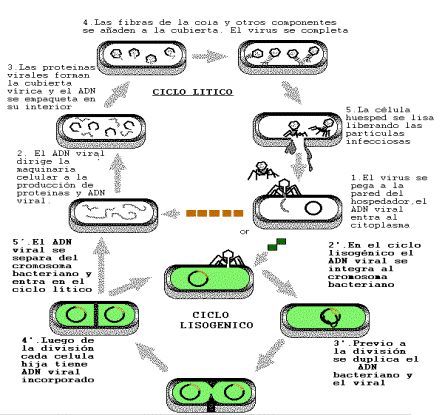 Tareas ciencia (biologia-quimica): GENERALIDADES DE LOS VIRUS