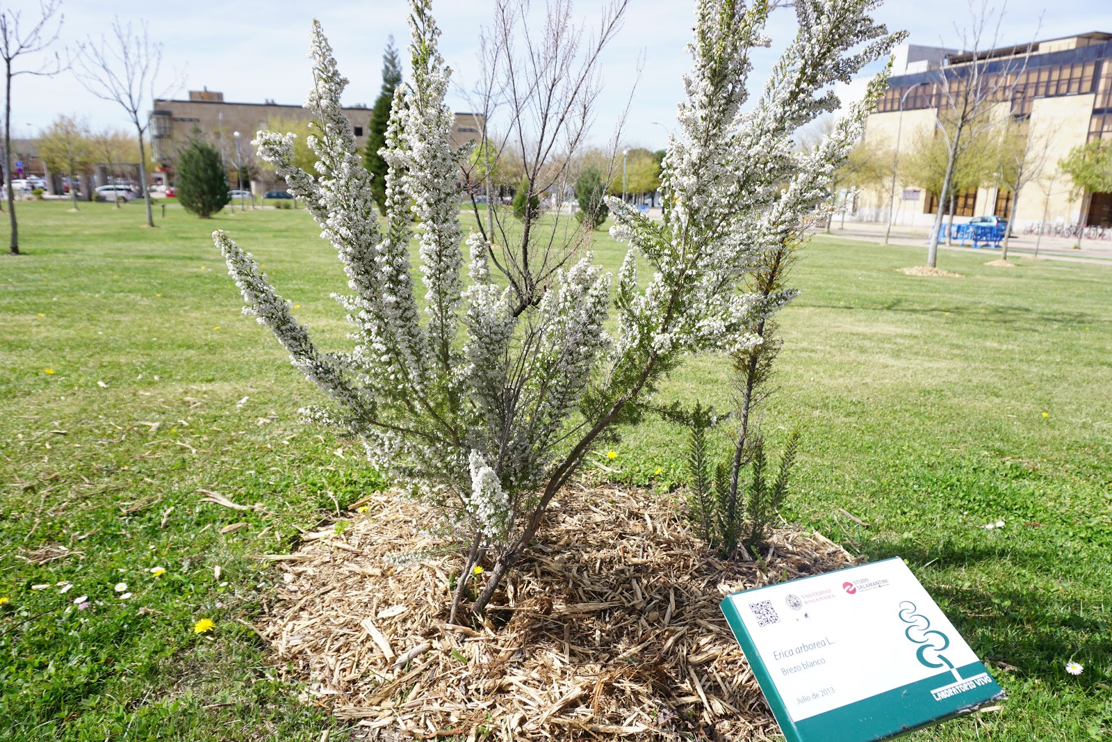 Plantas de Huerta Otea, Salamanca: Brezo blanco (Erica arborea)
