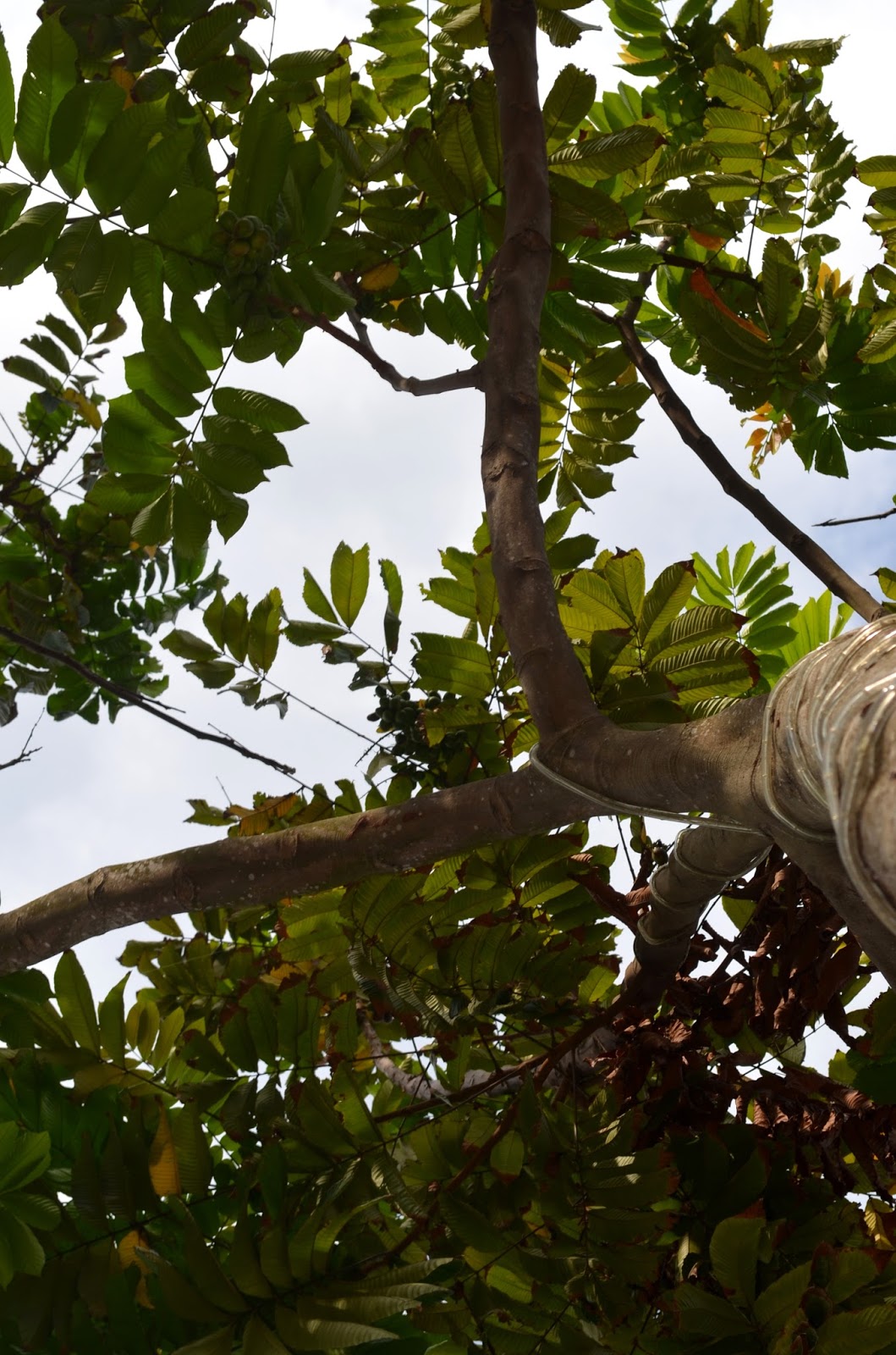 LENGKENG PAPUA YANG MEMPESONA ~ MY EXECUTIVE CHEF