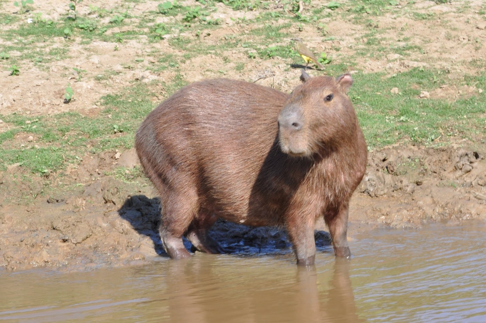 The International Rambler: The River Wild from Rurrenabaque