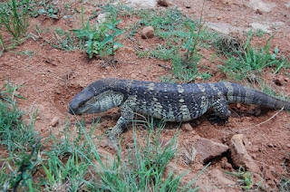 Jenis - jenis atau Macam - macam Varanidae / Varanus / Varanatic ...