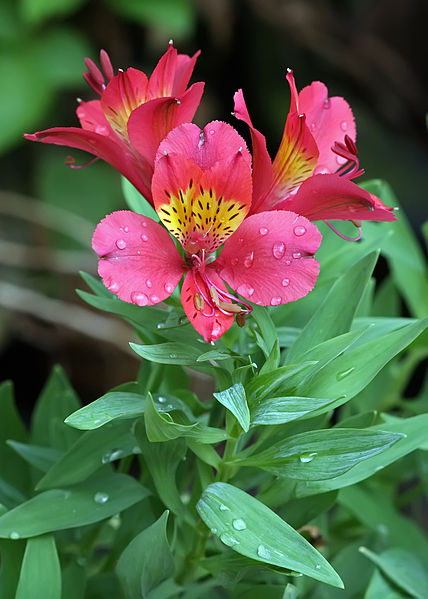 Alstroemeria - The Lily of the Incas | kinds of ornamental plants