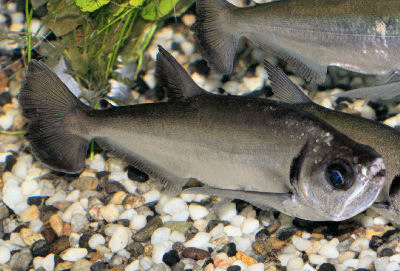 Sabertooth Fish - Fishes