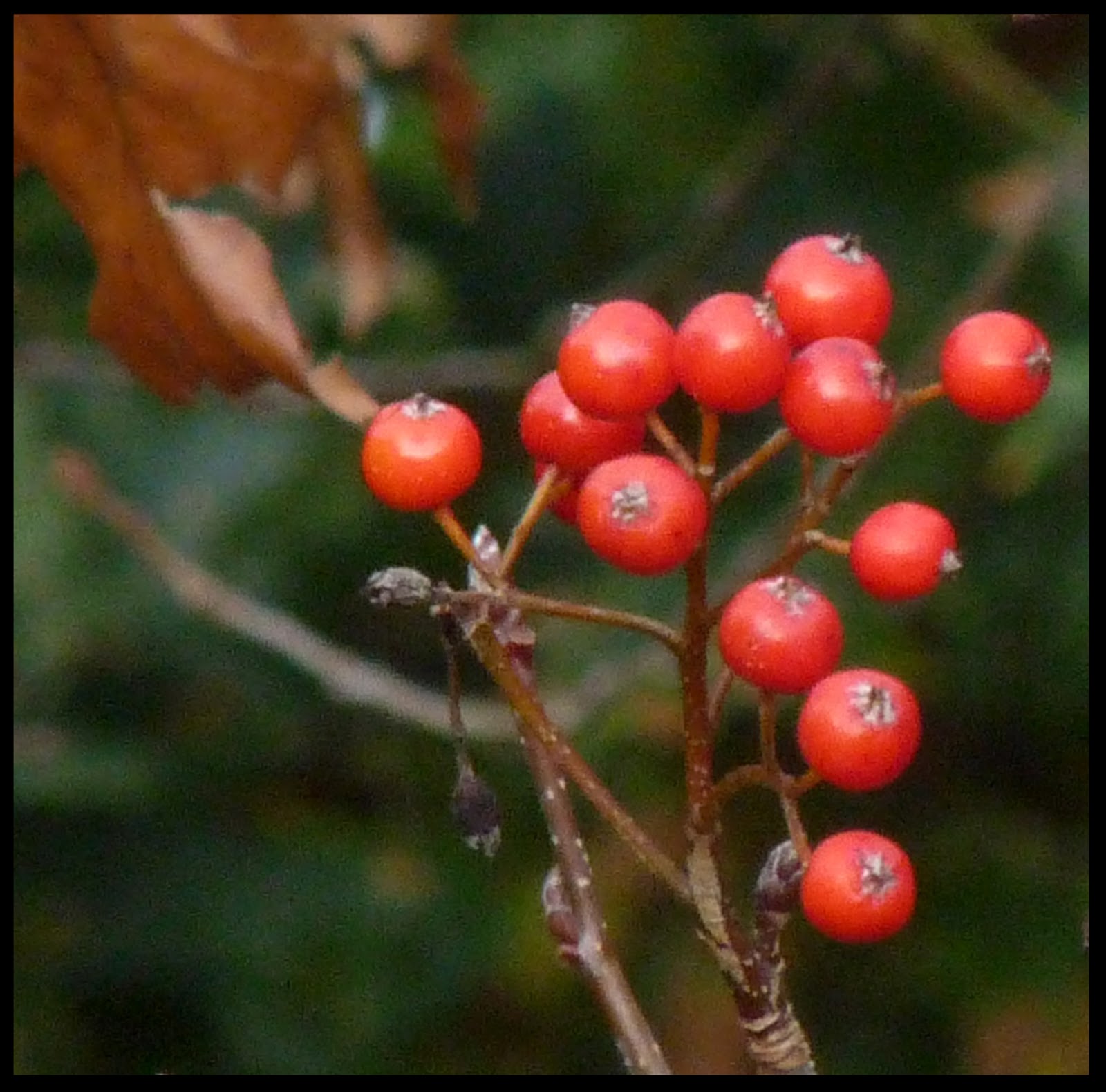 Wild and Wonderful: November 2012