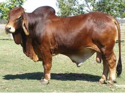 Jenis-jenis Sapi Potong