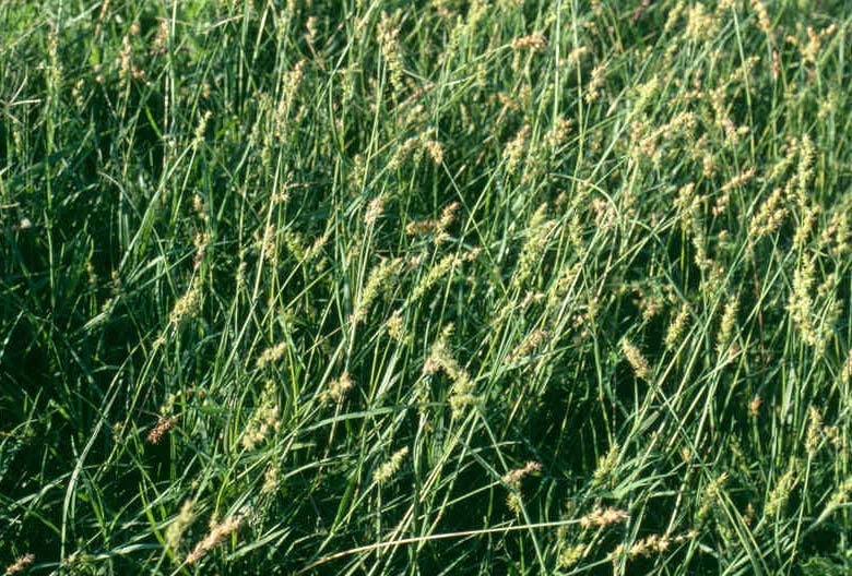 Bee's Bits: HOEING CROPS