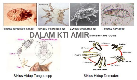 drh.Amirullah, M.Si: EKTOPARASIT DAN PENGENDALIANNYA
