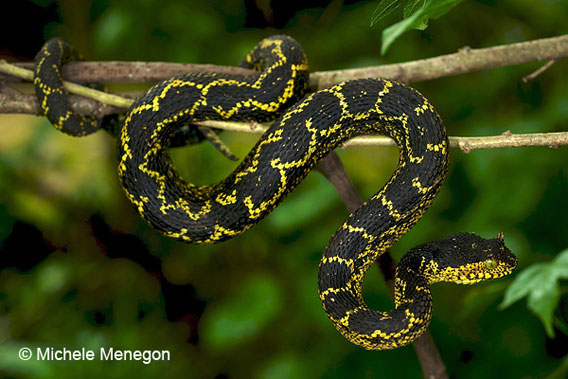 Species New to Science: [Herpetology • 2011] Atheris matildae • A new ...