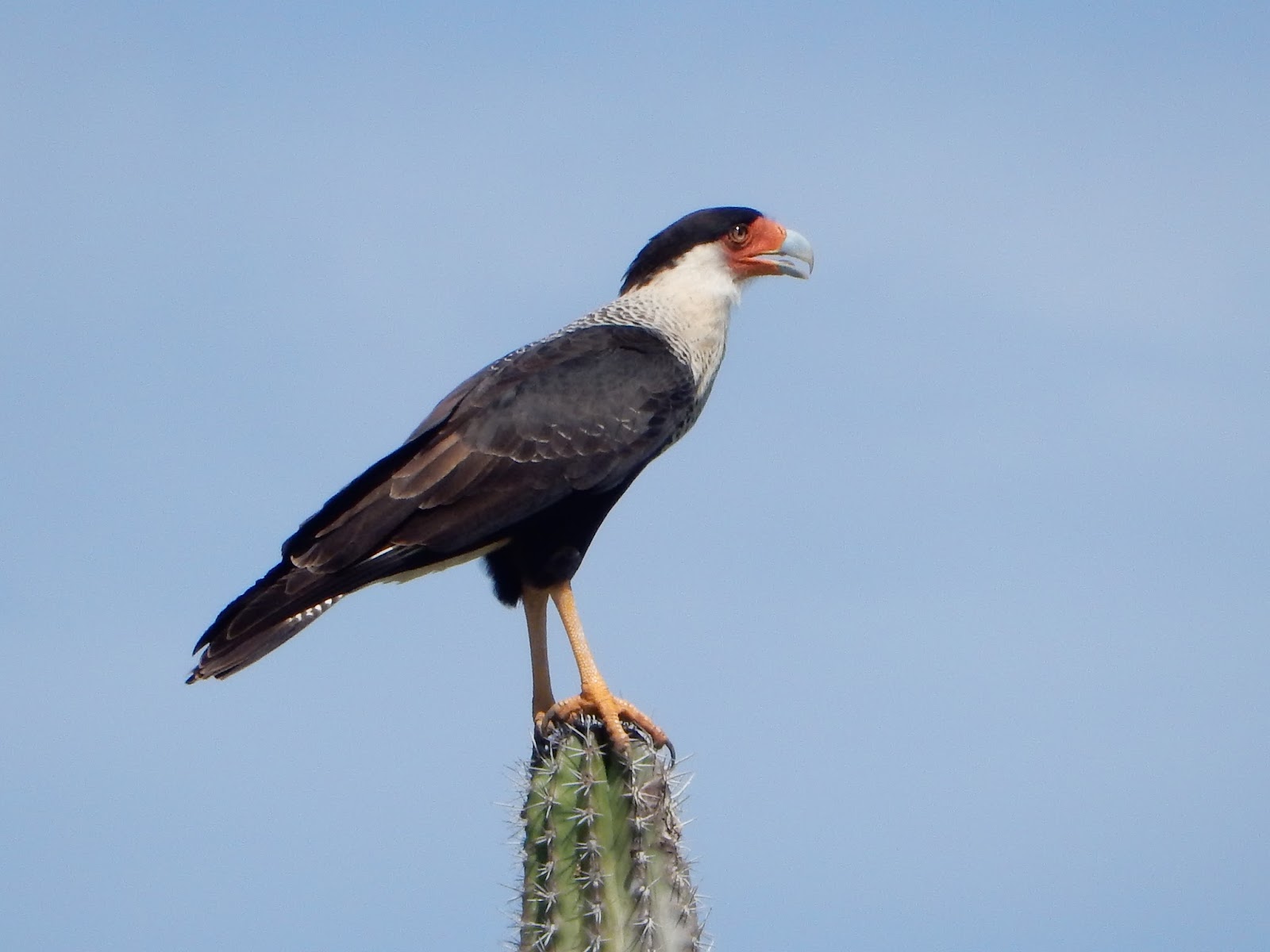 Florida en Aruba 2016: De Zon, WaraWara en de rest...