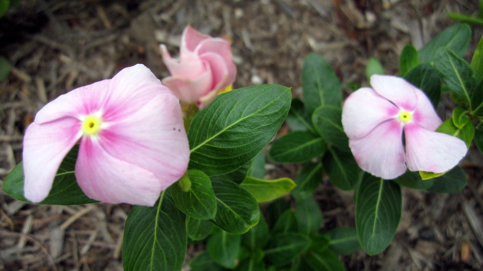 Plant Photography: Catharanthus roseus Pink Cultivar