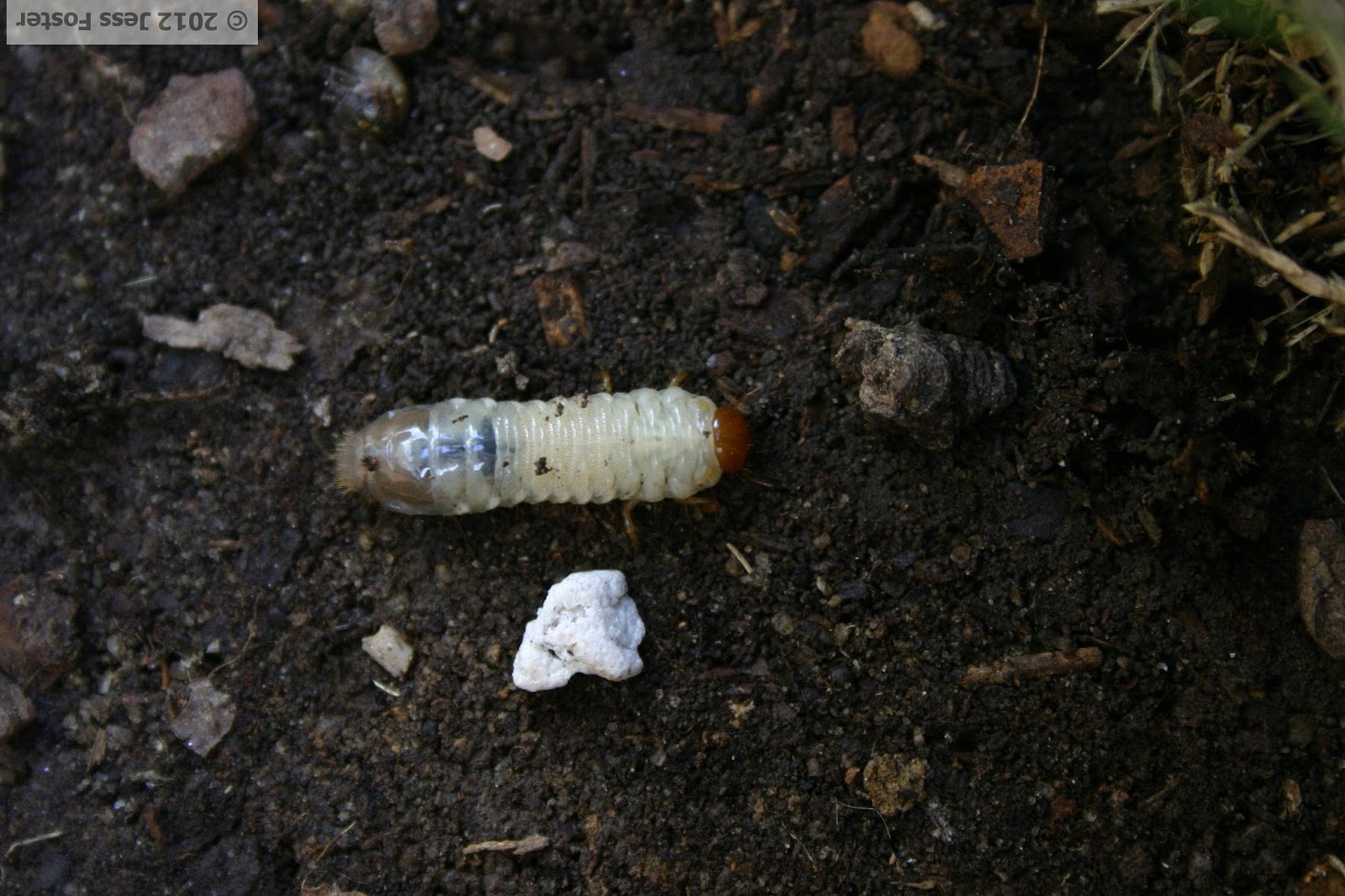 Sluggin' Along: Scarab Beetle Larva (White Grub)