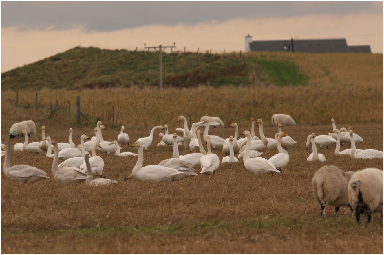 Islay Natural History Trust: 298 Whooper Swans on the Rhinns